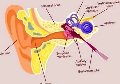 Отит - причини, видове, симптоми и лечение на MedLife