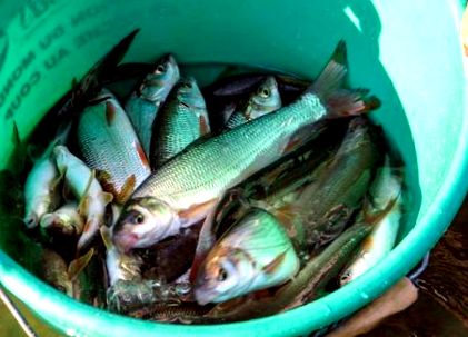 7 természetes gyógymód a bélparaziták ellen - Apró férgek készítményei