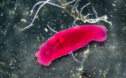 A lamblia és a paraziták kezelése