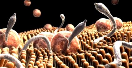 Ascaridiosis (férgek), férgek felnőtteknél, a féreg tünetei és kezelése