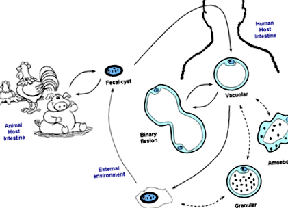 Parazita blastocystis hominis - Blastocystis hominis