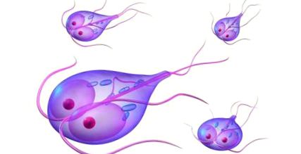Giardia diéta - príznaky dospelých Giardia