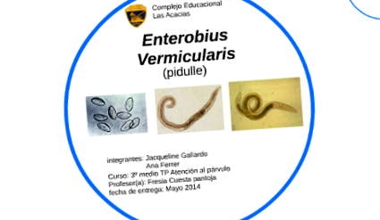 Enterobius vermicularis царство глистів Oxiuros