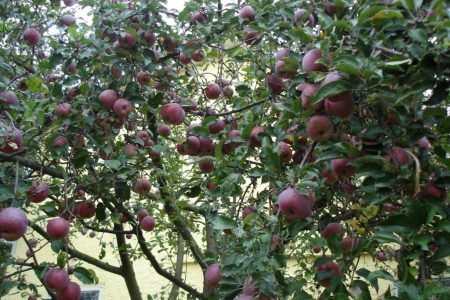 Descriere soi de mere Florina, fotografie, caracteristici