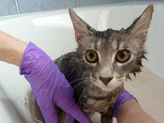 Micoze - boli fungice la pisici la pisici