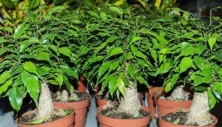 Видове фикус снимки и имена