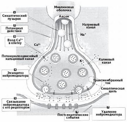 Ce este synapse - definirea, structura, rolul sinapsei în structura ...