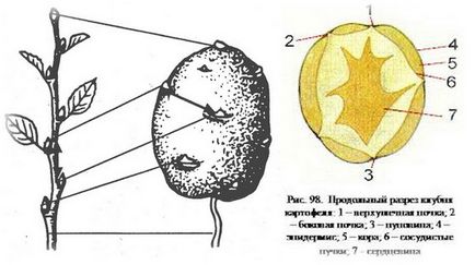 Structura sistemului rădăcină de cartofi, tuberculi și partea aeriană