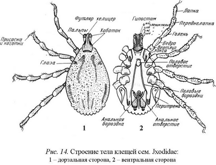 Ce este o capusa informații complete despre căpușe
